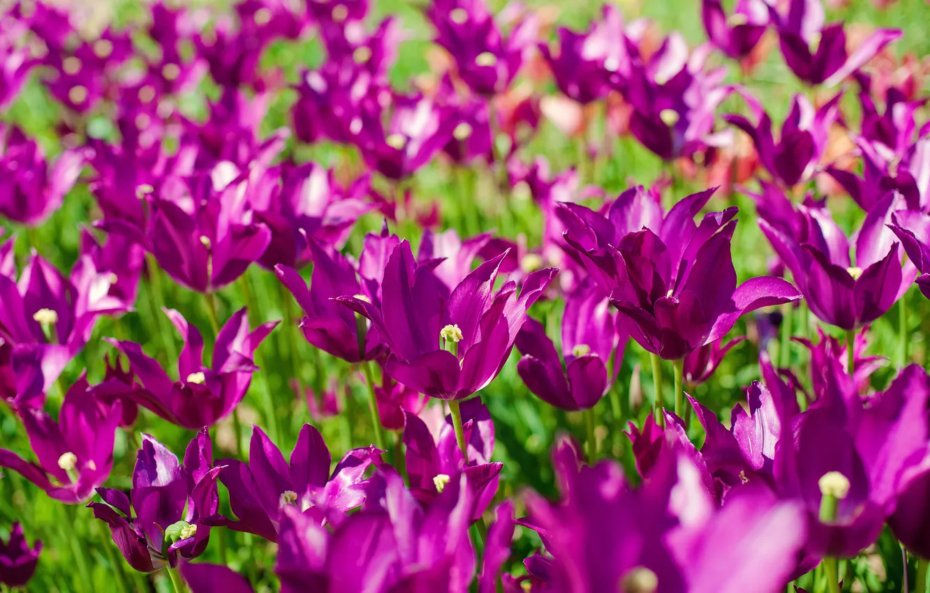 Wallpaper flowers, spring, tulips, pink, flowerbed, a lot, lilac, bokeh ...