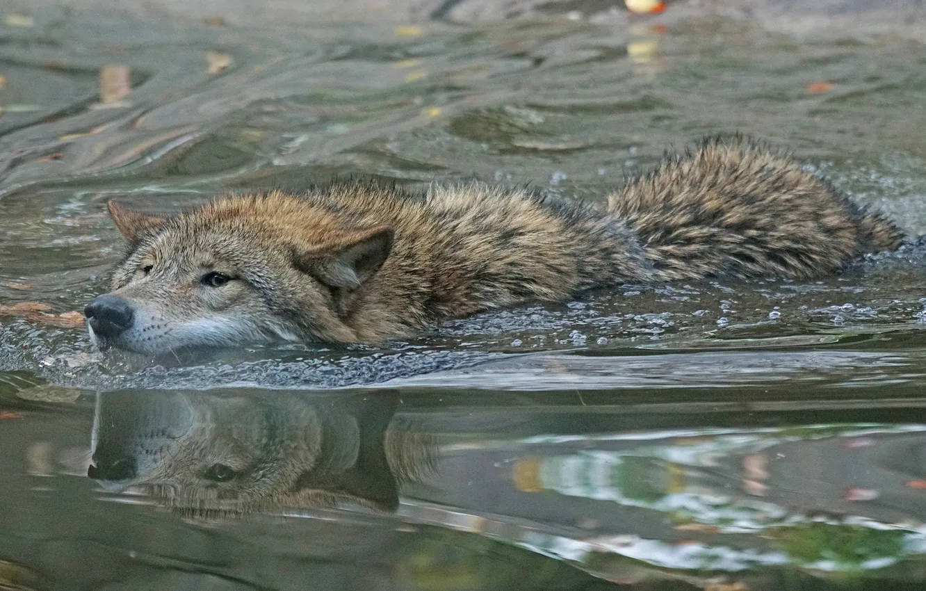 Wallpaper fantasy, Predator, nature, art, snow, face, animal, wolf for ...