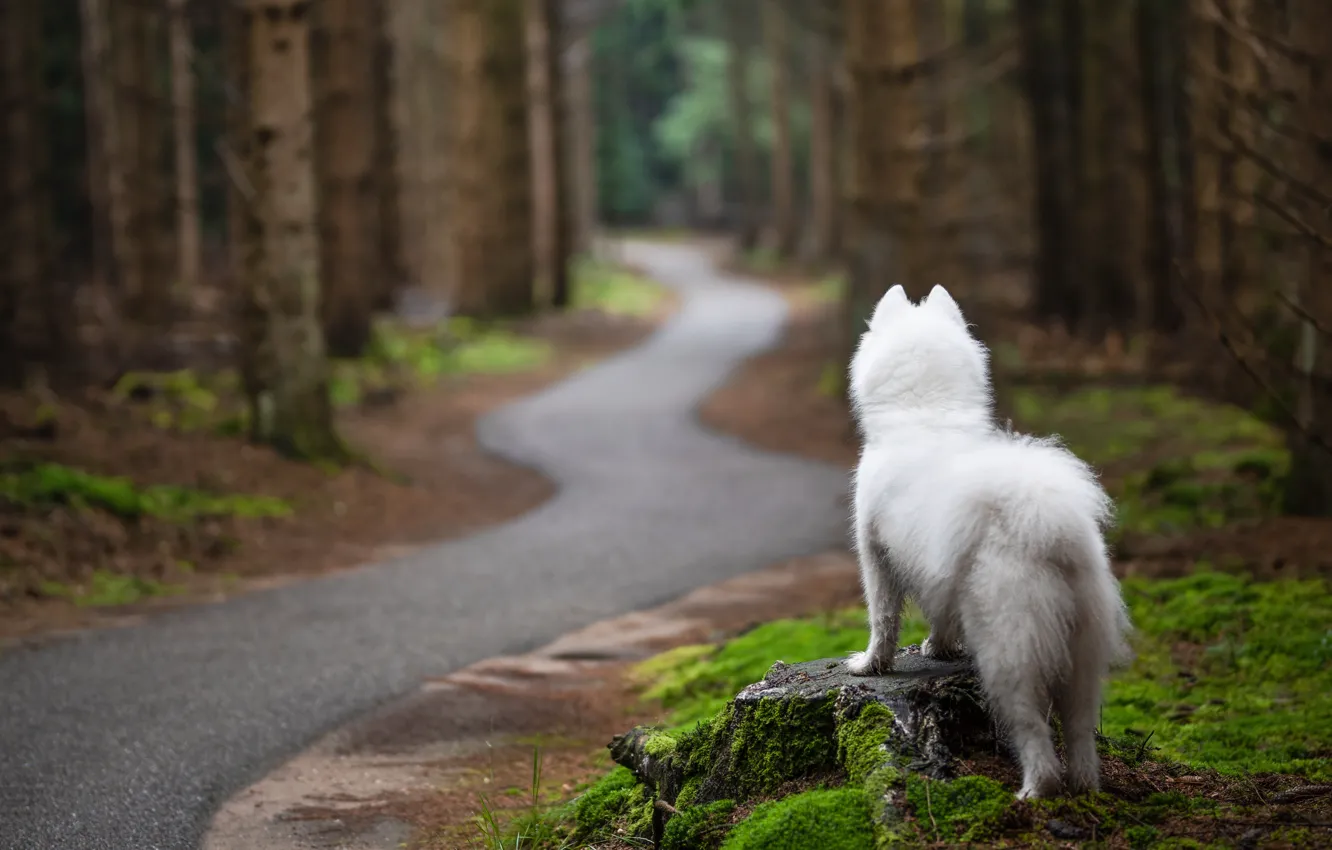 Wallpaper forest, trees, nature, back, moss, stump, dog, track for ...