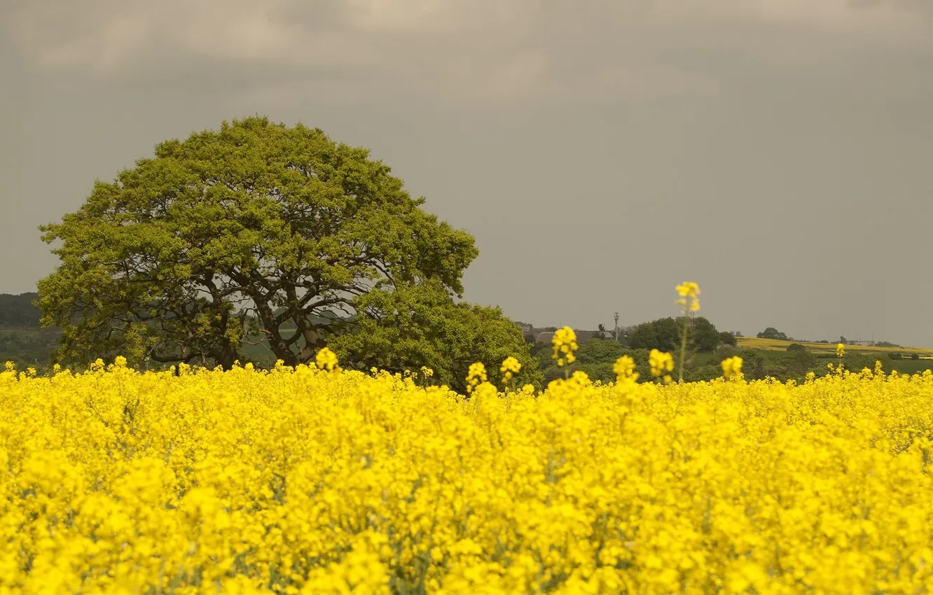 Wallpaper field, the sky, landscape, flowers, nature, photo, tree ...