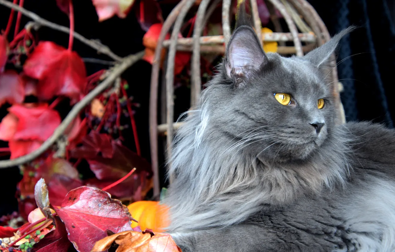 Wallpaper cat, cat, look, pose, face for mobile and desktop, section ...