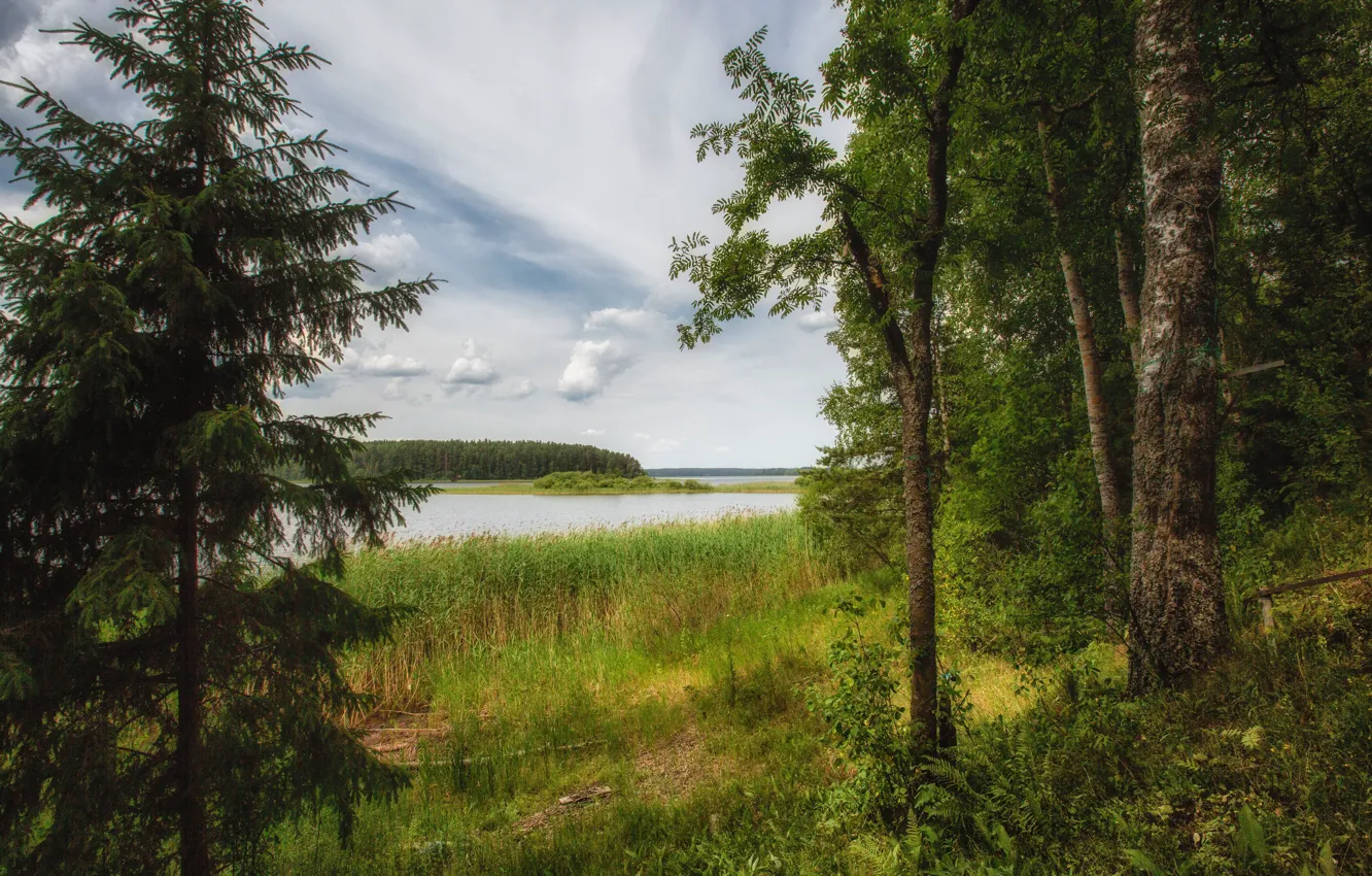 Wallpaper Forest Summer The Sky Grass Clouds Branches Nature