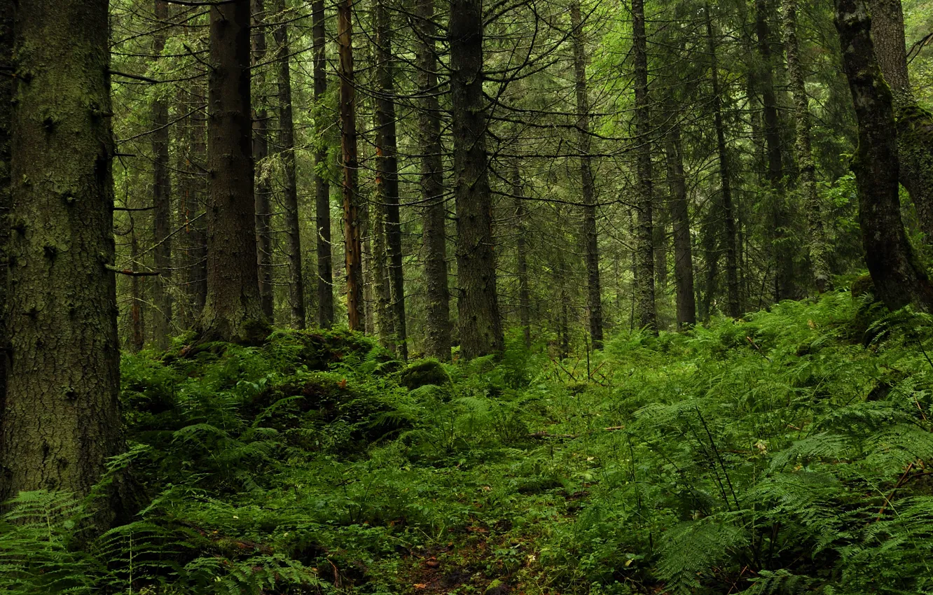 Wallpaper forest, trees, nature, Romania for mobile and desktop ...