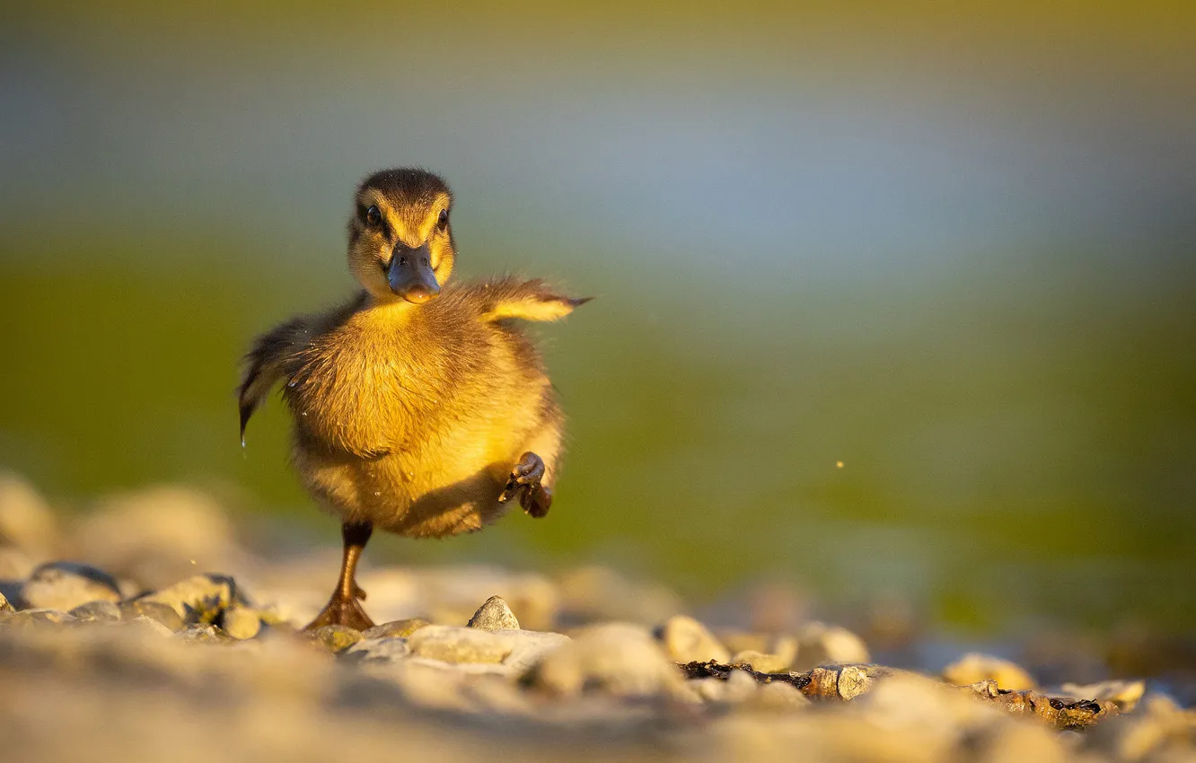 Wallpaper pose, light, baby, background, walk, duck, steps, shore for ...