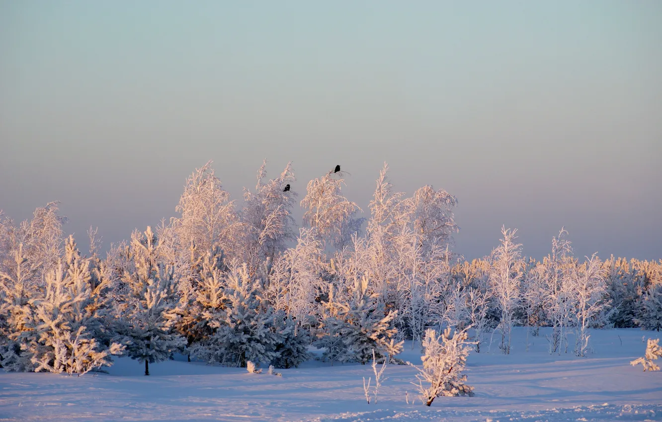 Wallpaper winter, frost, field, forest, the sky, light, snow, trees for ...