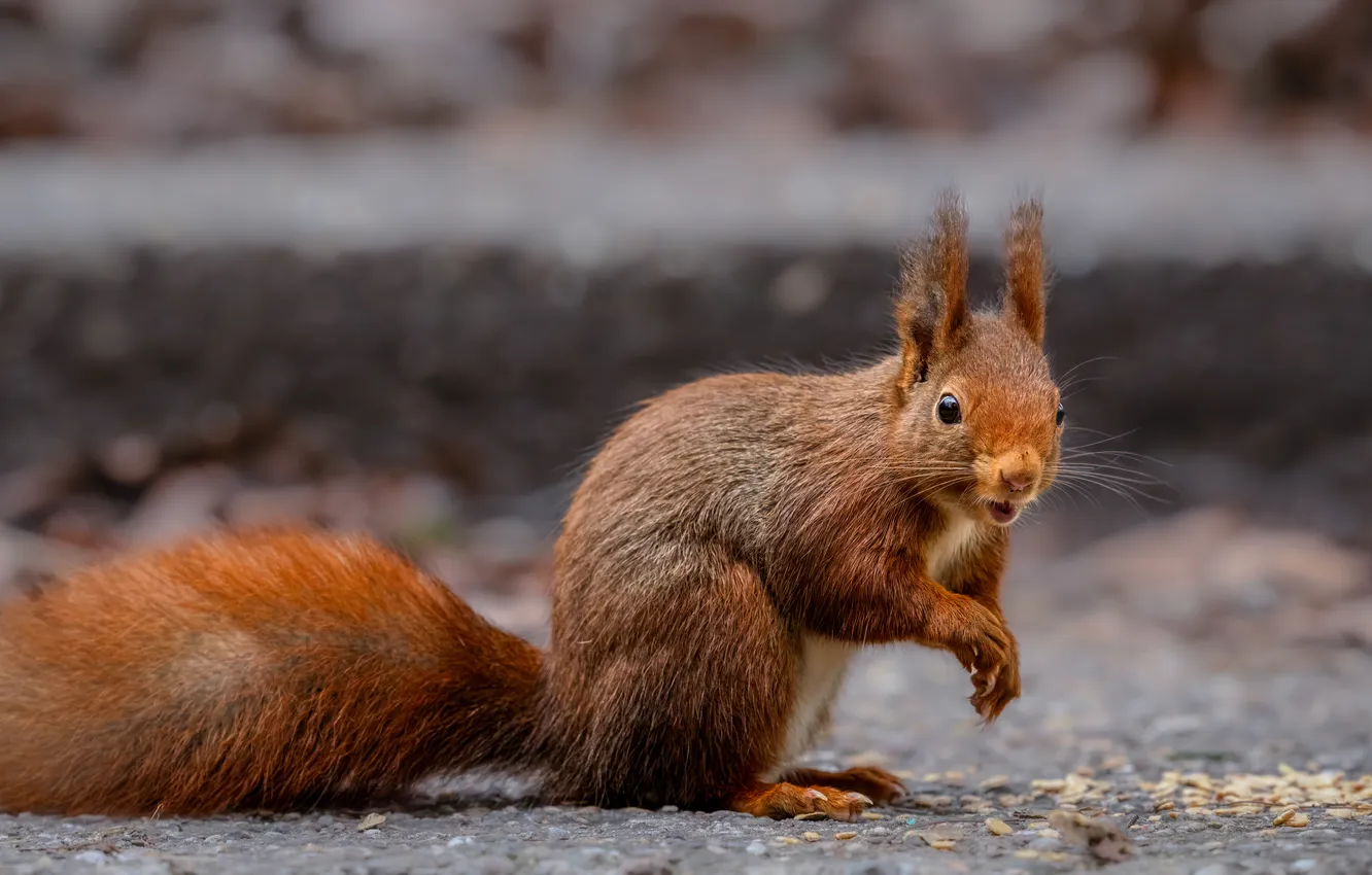 Wallpaper look, pose, legs, protein, stage, red, face, seeds for mobile ...
