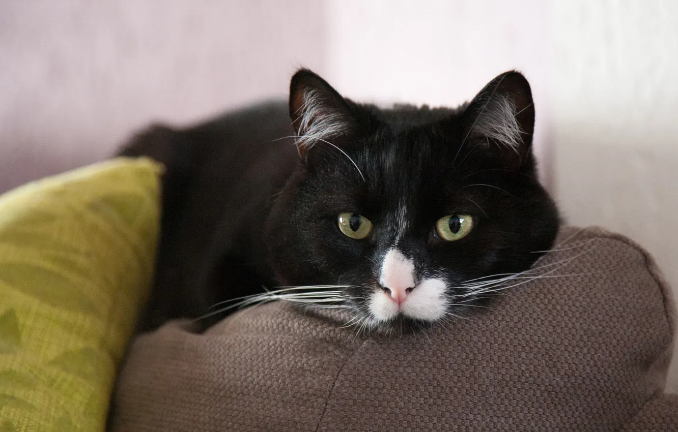 Wallpaper cat, cat, look, pose, face for mobile and desktop, section ...