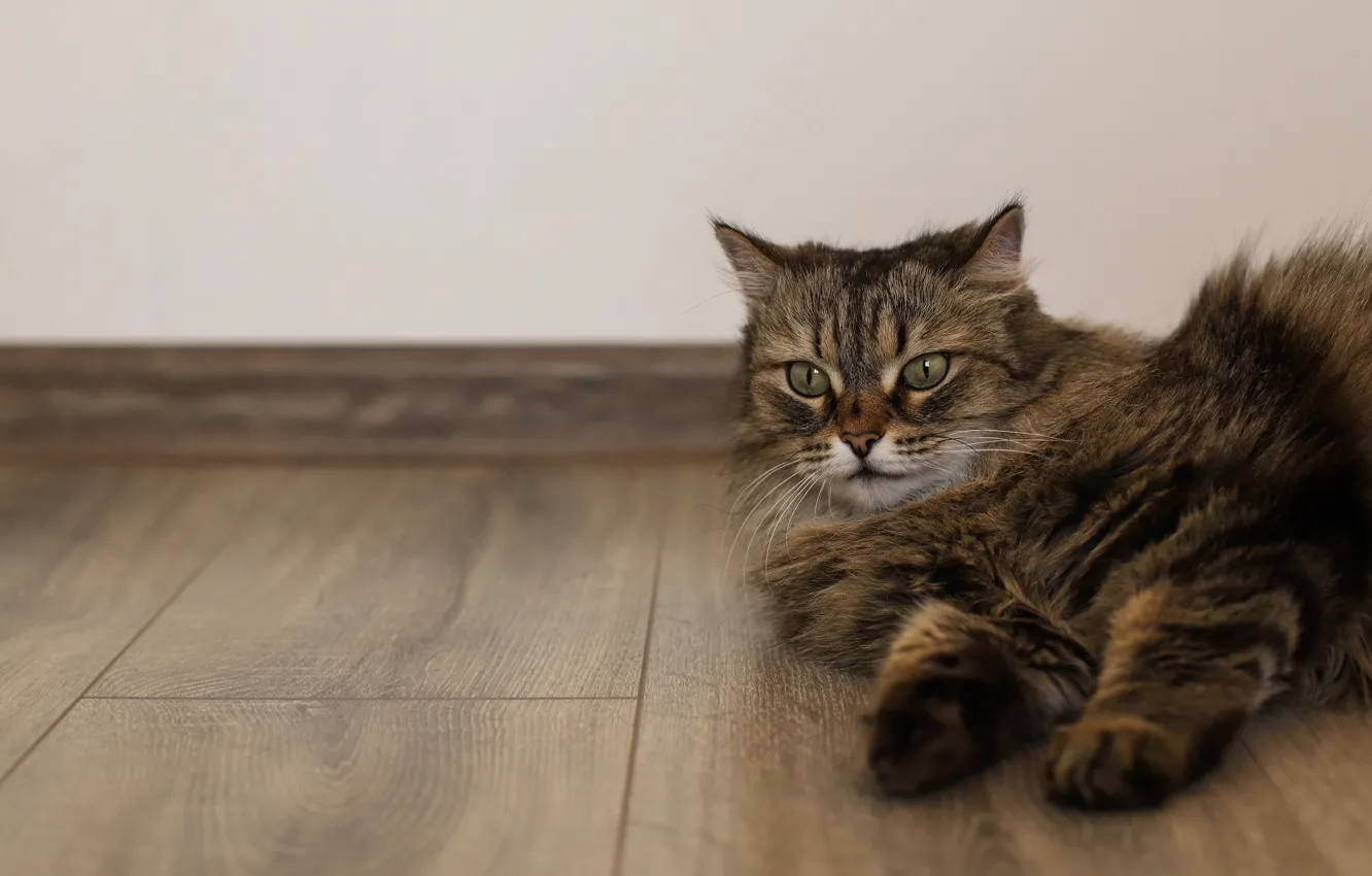 Wallpaper cat, cat, flooring, floor, lies for mobile and desktop ...