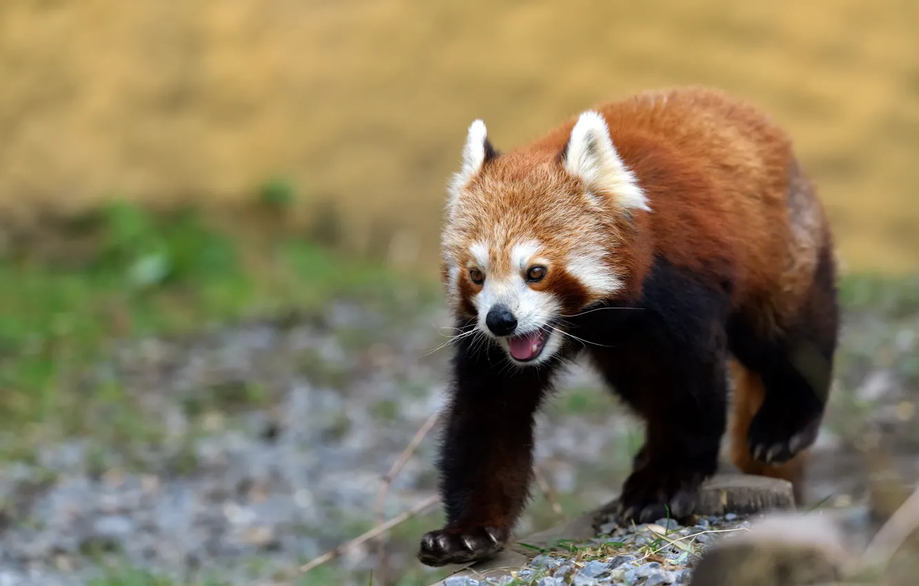 Wallpaper language, look, nature, pose, background, red Panda, walk ...