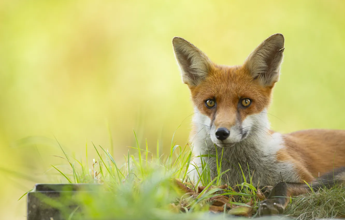 Wallpaper nature, background, Fox for mobile and desktop, section ...