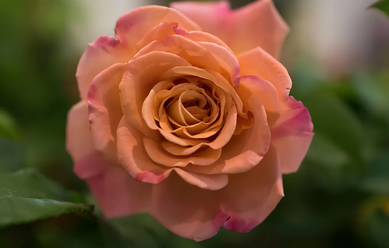 Wallpaper macro, flowers, orange, roses, salmon for mobile and desktop ...