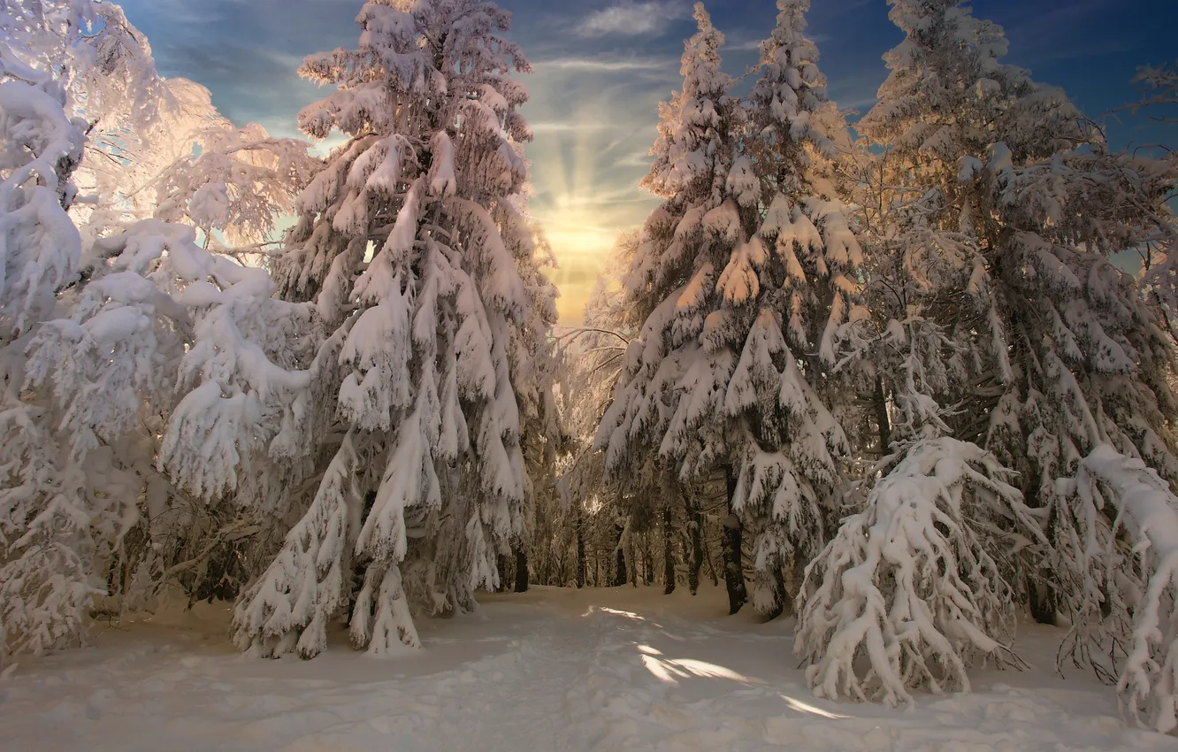 Wallpaper winter, forest, the sky, the sun, light, snow, trees, nature ...