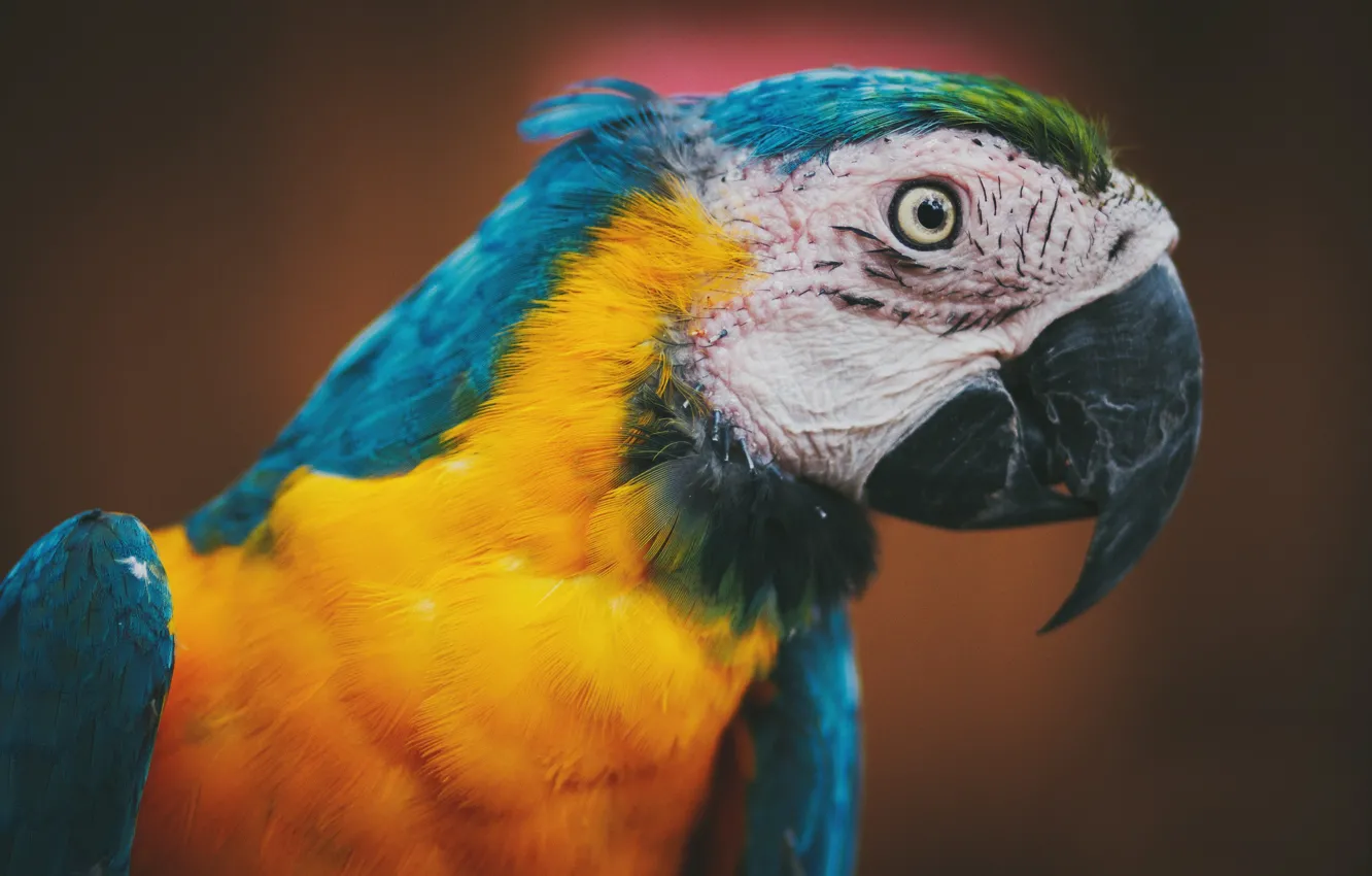 Wallpaper look, bird, portrait, parrot, Ara for mobile and desktop ...