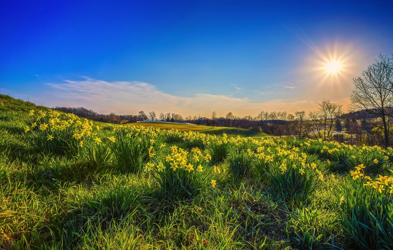 Wallpaper the sky, flowers, blue, glade, spring, daffodils for mobile ...