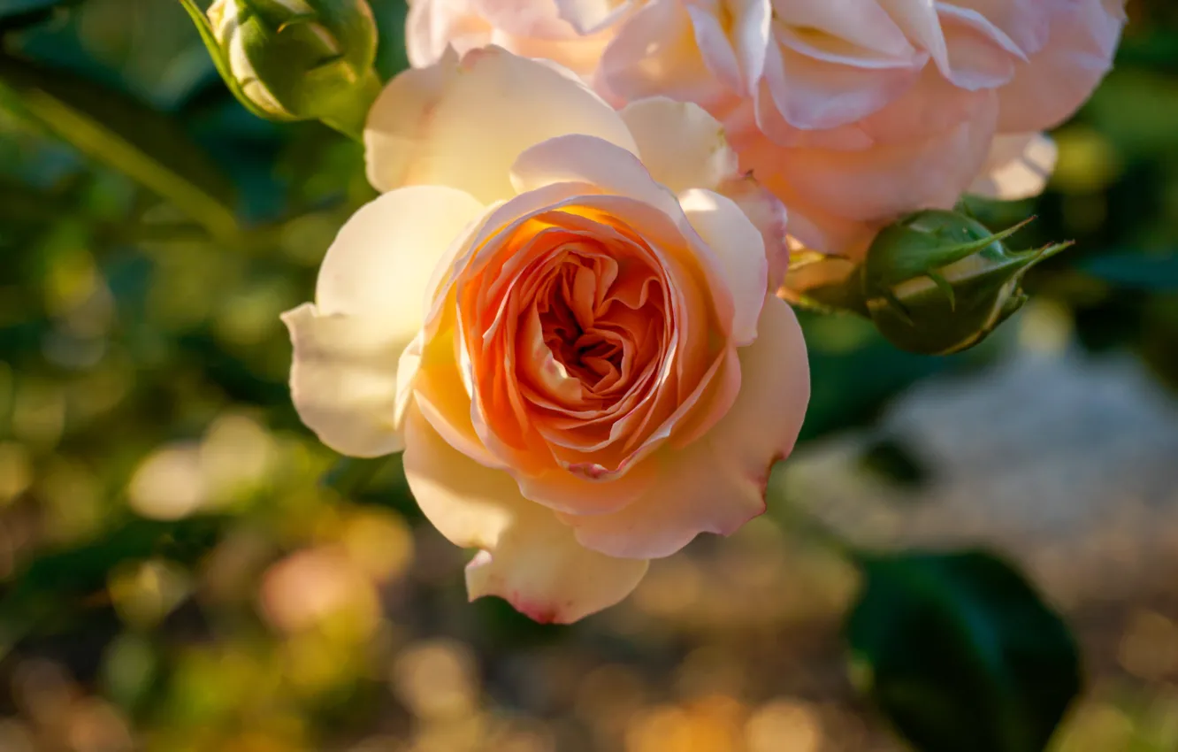 Wallpaper light, orange, roses, garden, buds, bokeh for mobile and ...