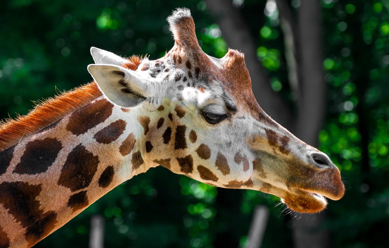 Wallpaper face, nature, portrait, giraffe, profile for mobile and ...
