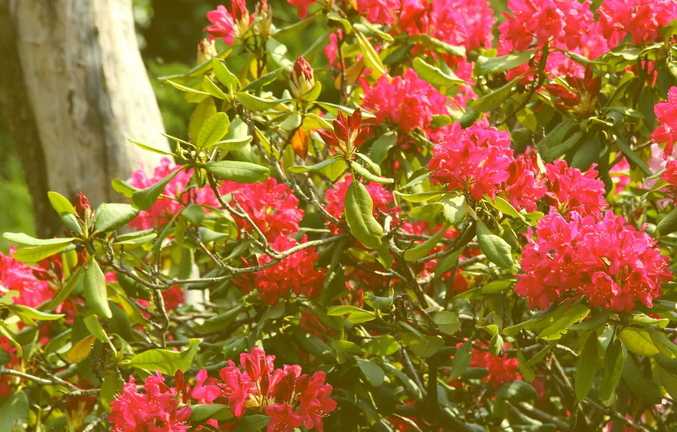 Wallpaper Flowering, shrub, Rhododendron for mobile and desktop ...