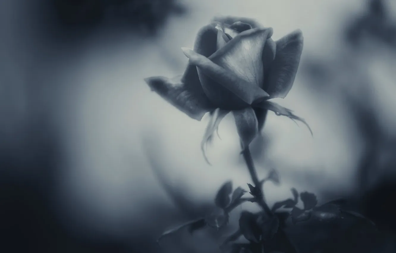 Wallpaper flower, leaves, rose, blur, stem, Bud, haze, grey background ...
