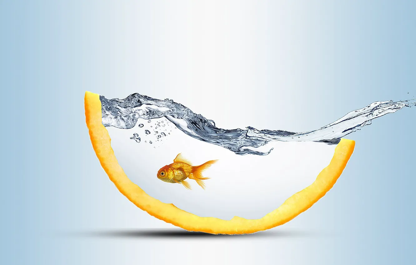 Wallpaper water, splash, goldfish, light background, water, splash ...