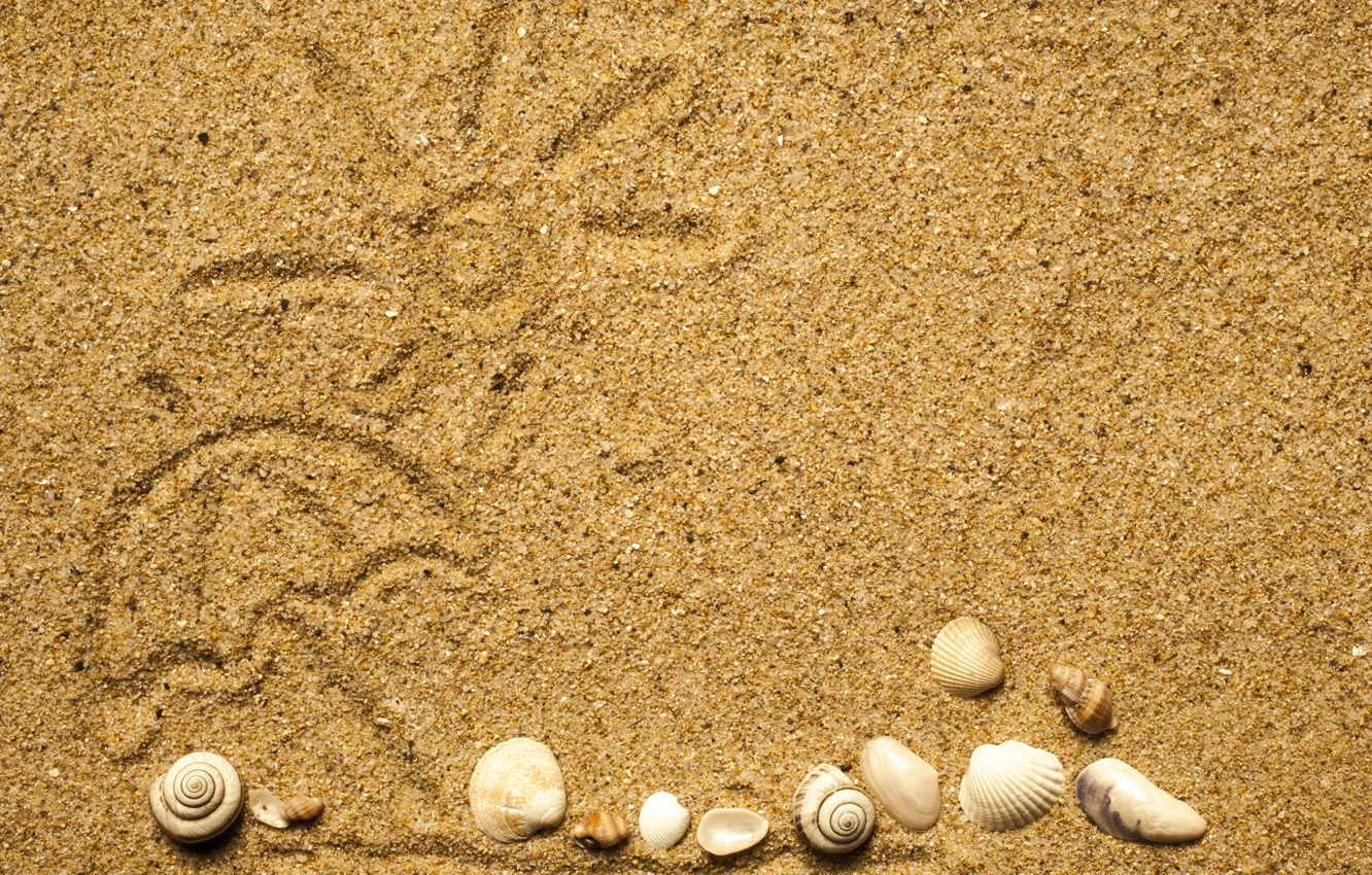 Wallpaper beach, texture, sand, marine, seashells, sand seashells for ...