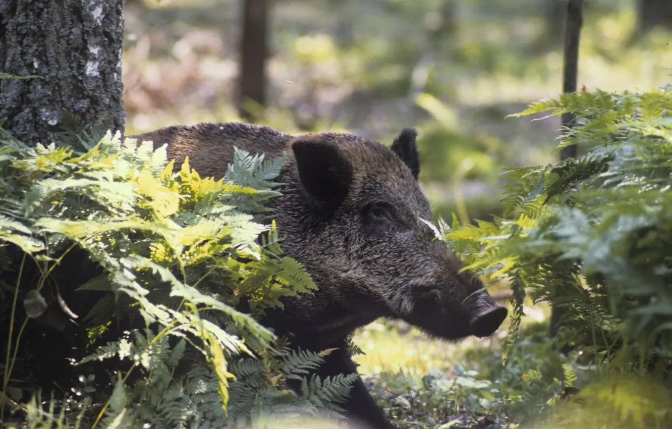 Wallpaper forest, boar, wild boar for mobile and desktop, section ...