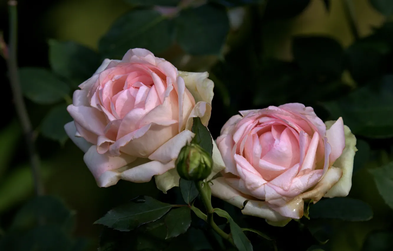 Wallpaper leaves, flowers, the dark background, rose, roses, pink, Duo ...