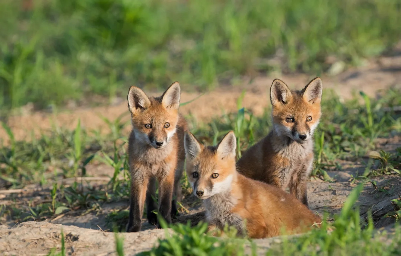 Wallpaper nature, three, Fox, company, trio, Fox, Fox, cubs for mobile ...