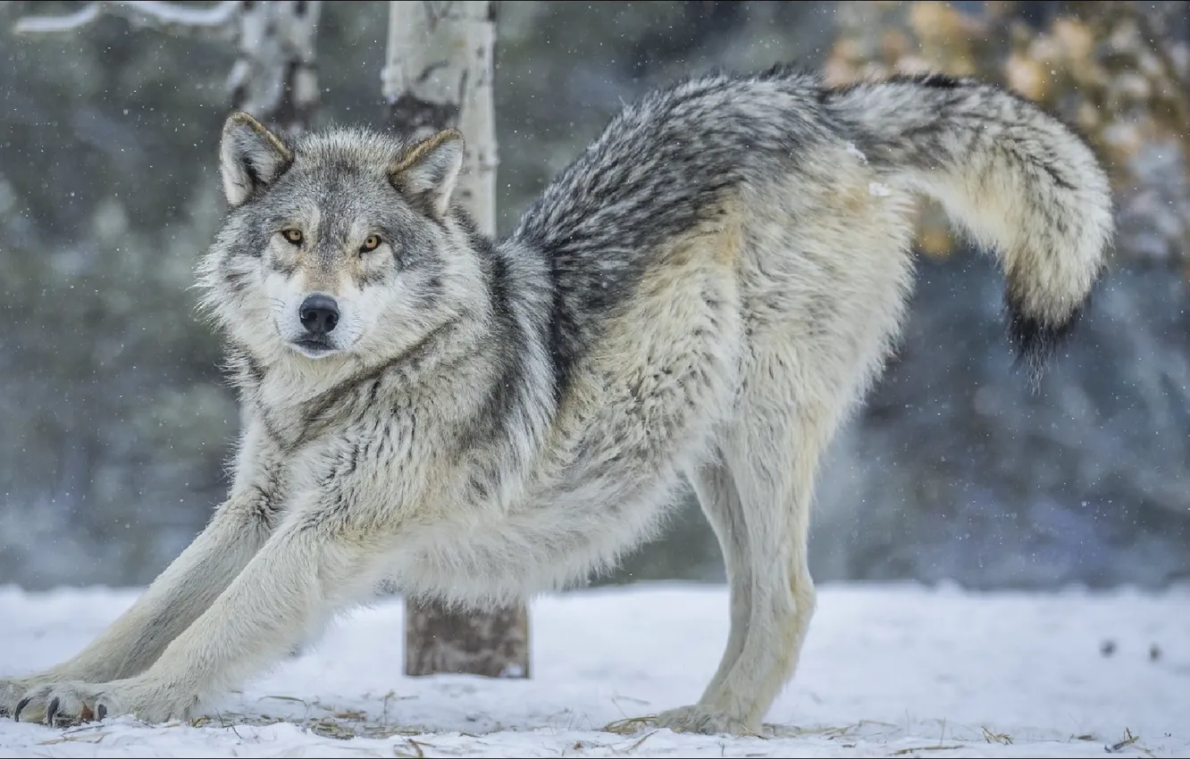 Wallpaper wolf, look, pose for mobile and desktop, section животные ...