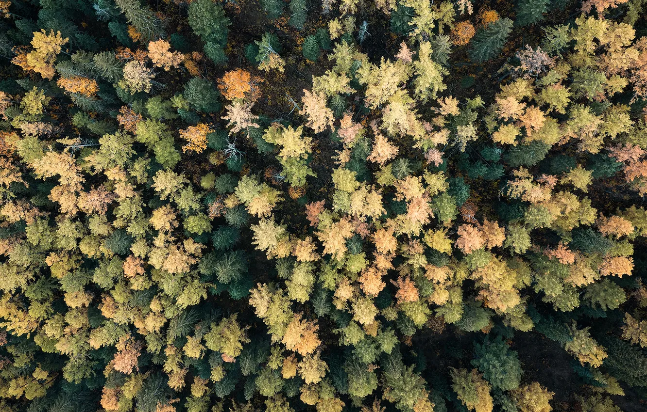 Wallpaper colors, forest, treetops for mobile and desktop, section ...