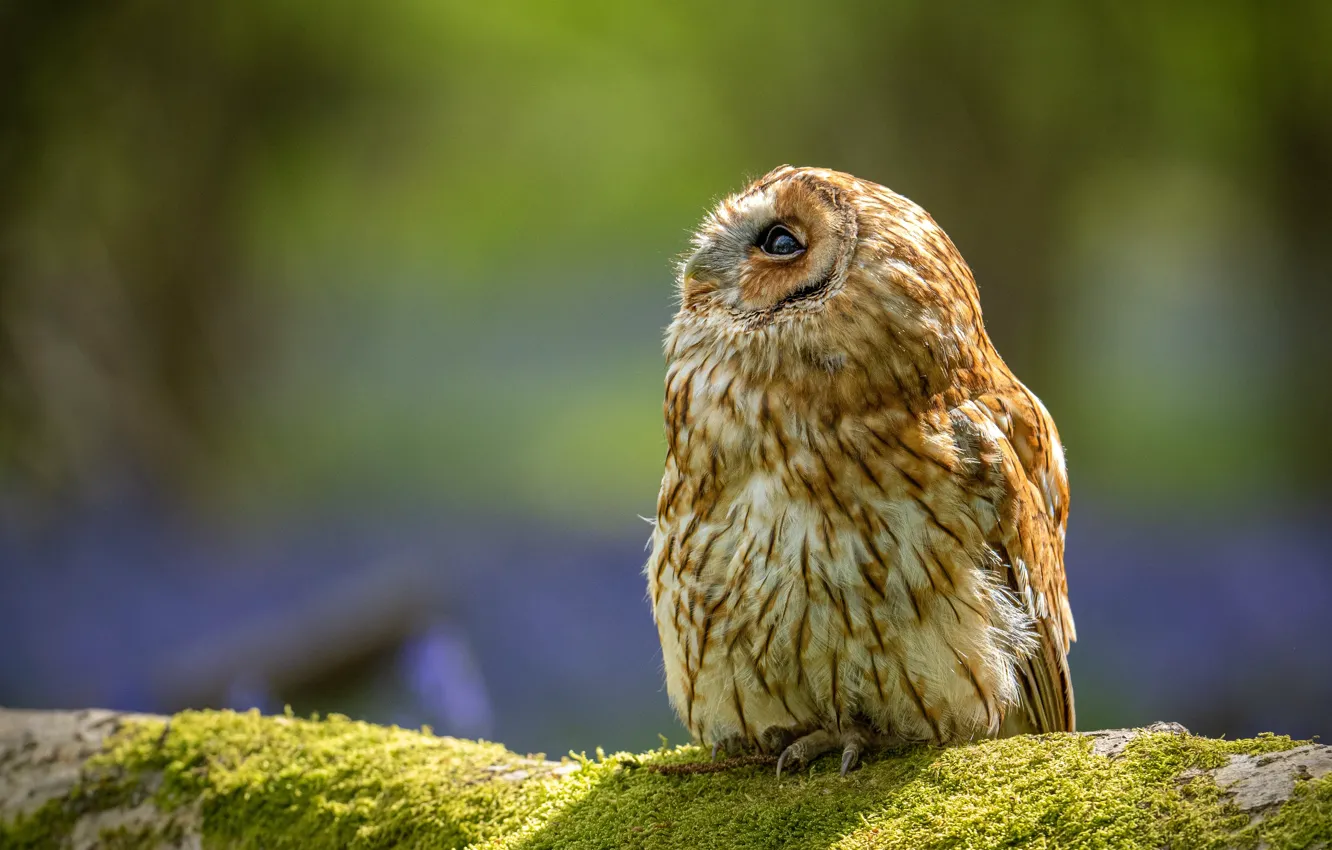 Wallpaper light, log, nature, owl, moss, bokeh, bird, owl for mobile ...