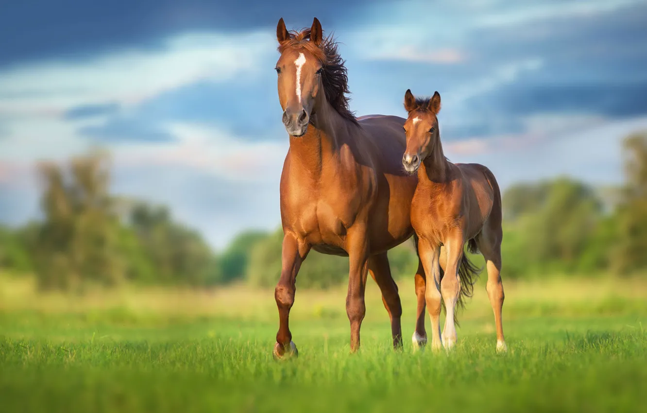Wallpaper field, horse, horse, mother, foal for mobile and desktop ...
