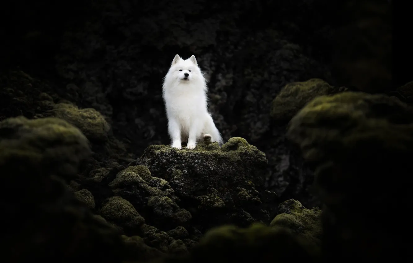 Wallpaper stones, moss, dog, white, Samoyed for mobile and desktop ...