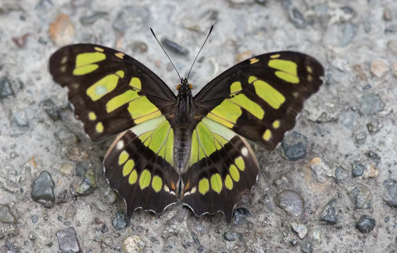 Wallpaper background, butterfly, coloring images for desktop, section ...