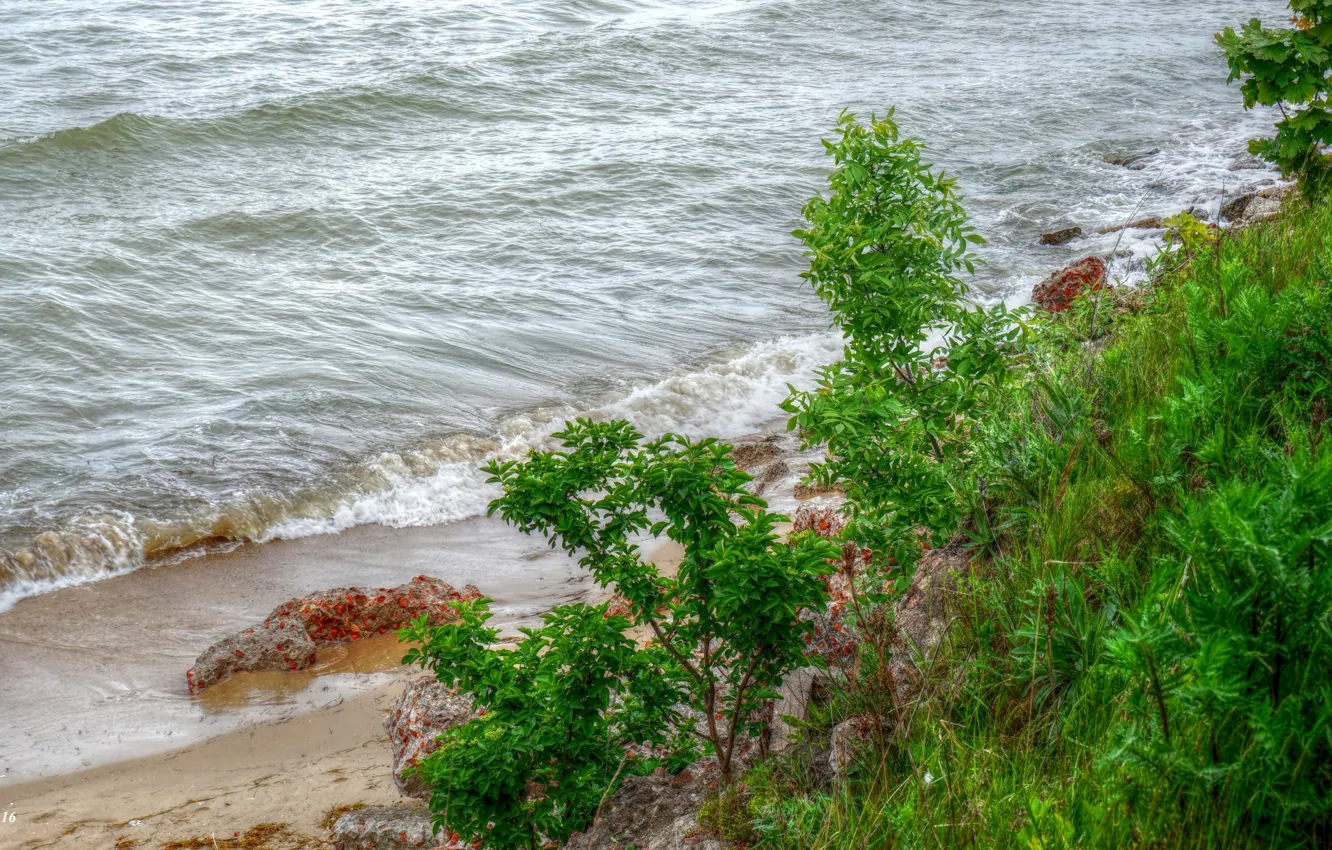 Wallpaper sea, ocean, water, wave, plant for mobile and desktop ...