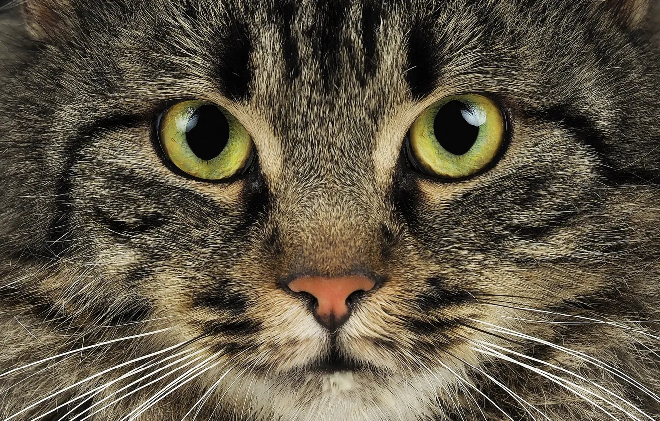 Wallpaper cat, cat, look, pose, face for mobile and desktop, section ...