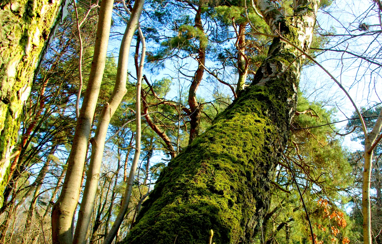 Wallpaper forest, tree, forest moss for mobile and desktop, section ...