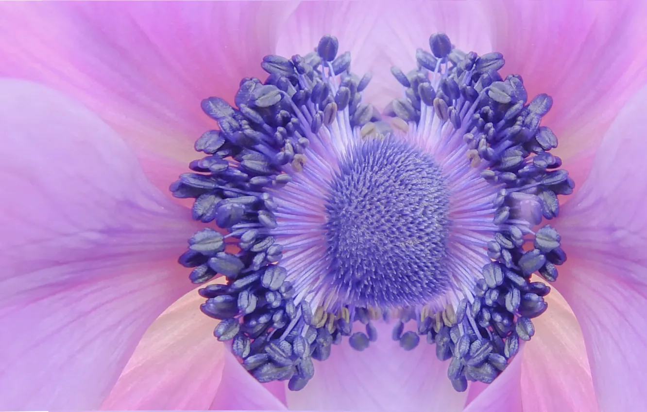 Wallpaper garden, spring, petals, natura, pistils, stambs for mobile ...