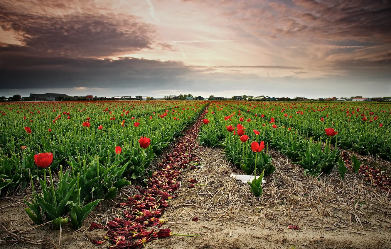 Wallpaper clouds, flowers, red, clouds, spring, tulips, house ...