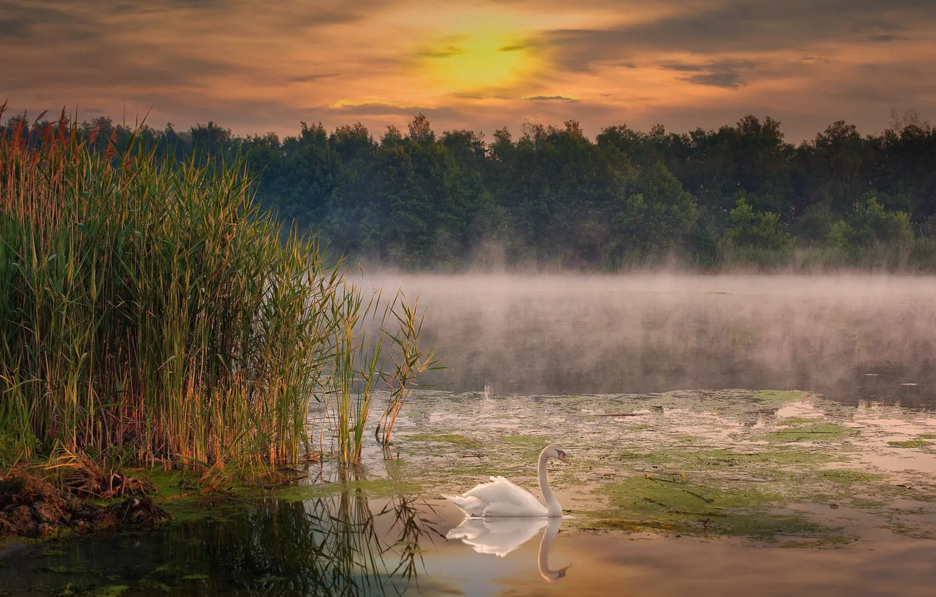 Wallpaper fog, morning, Swan, pond, dawn for mobile and desktop ...