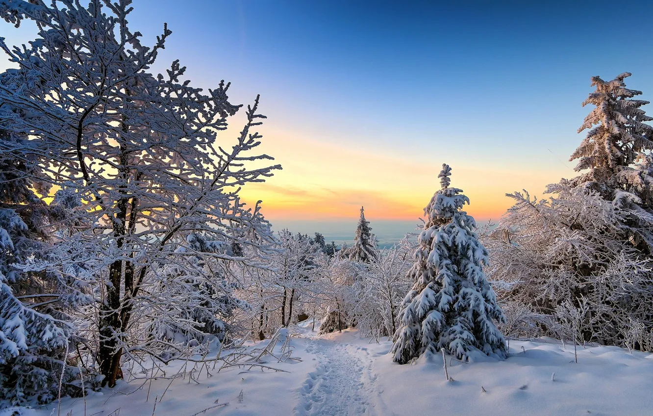 Wallpaper winter, frost, snow, trees, nature, dawn for mobile and ...