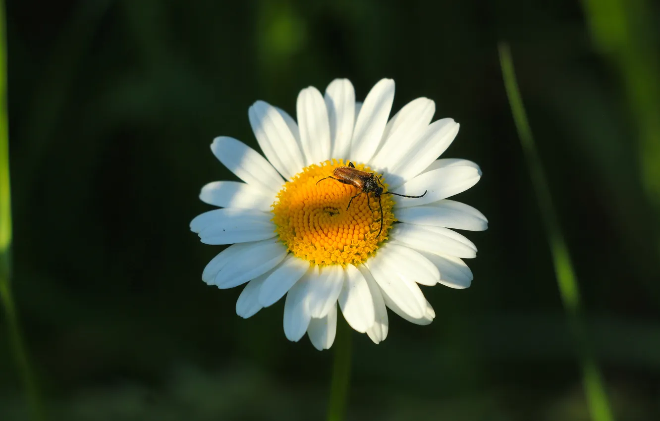 Wallpaper white, flower, blooming for mobile and desktop, section ...