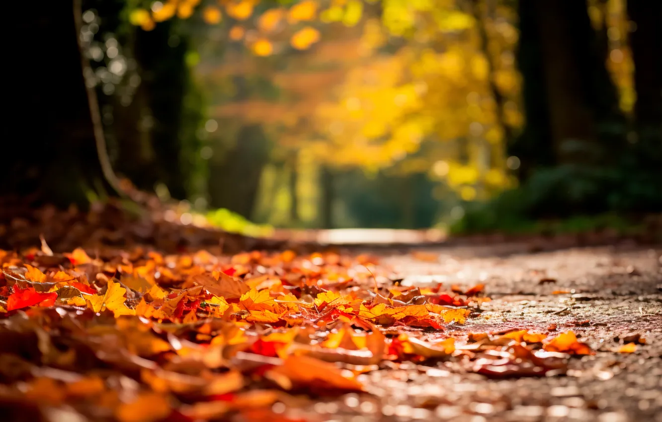 Wallpaper Autumn Forest Leaves Park Background Trail Forest Park