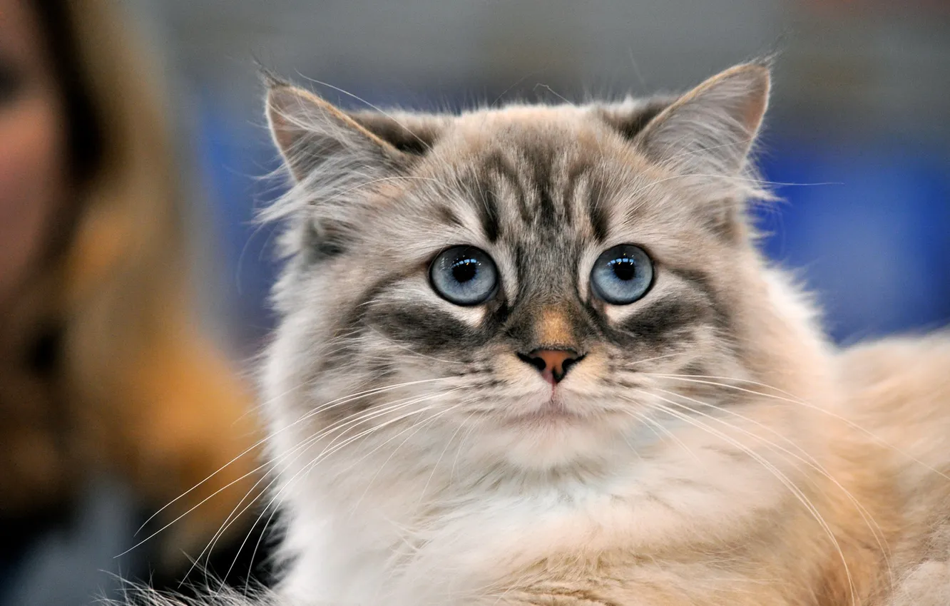 Wallpaper cat, cat, look, pose, kitty, face for mobile and desktop ...