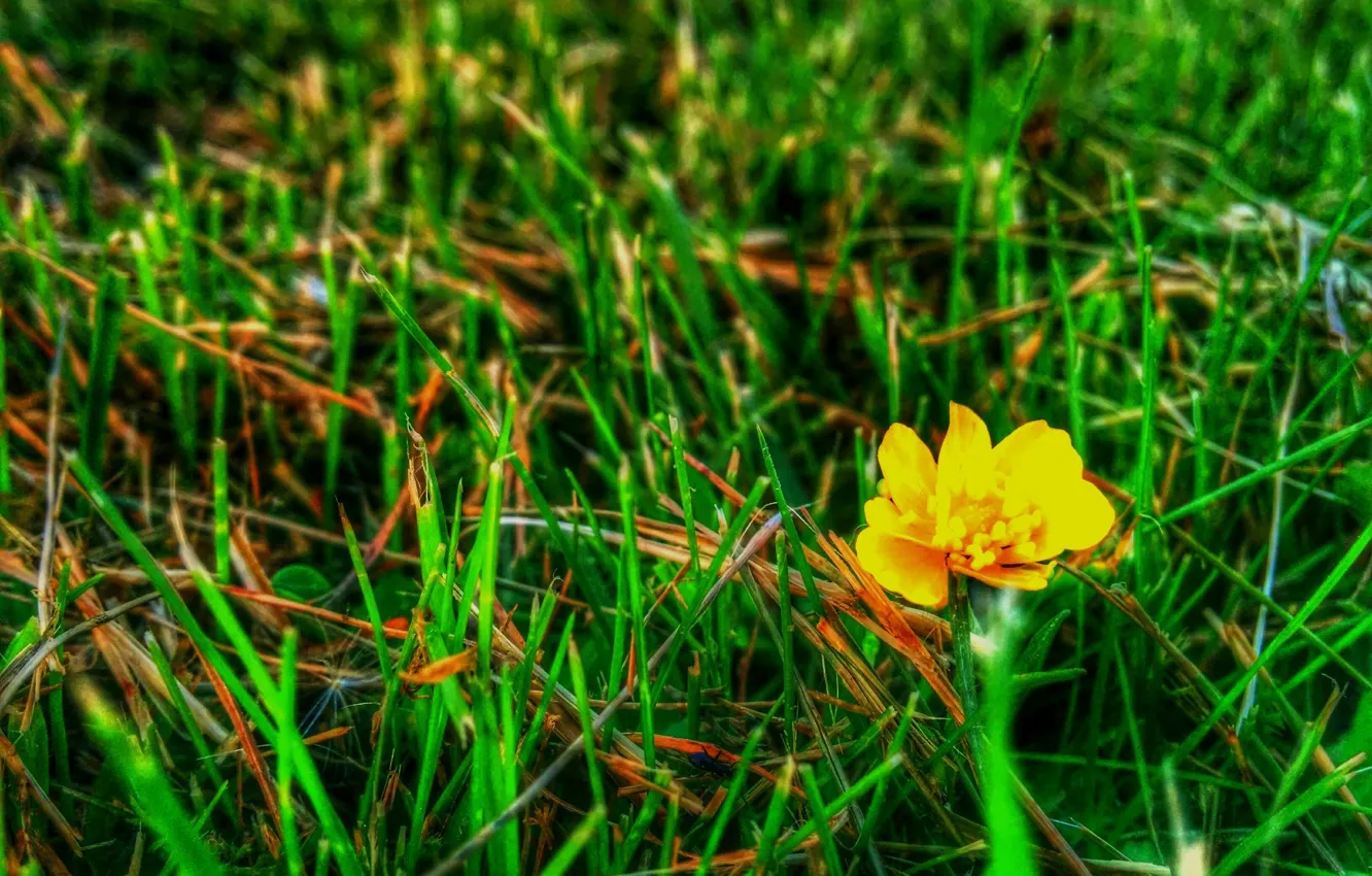 Wallpaper greens, flower, grass images for desktop, section цветы ...