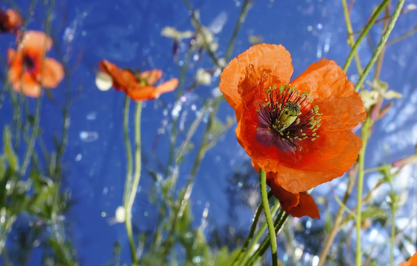 Wallpaper light, flowers, Maki, red, blue background, bokeh for mobile ...