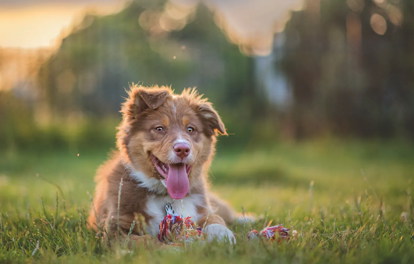 Wallpaper language, dog, puppy, Australian shepherd, Aussie for mobile ...