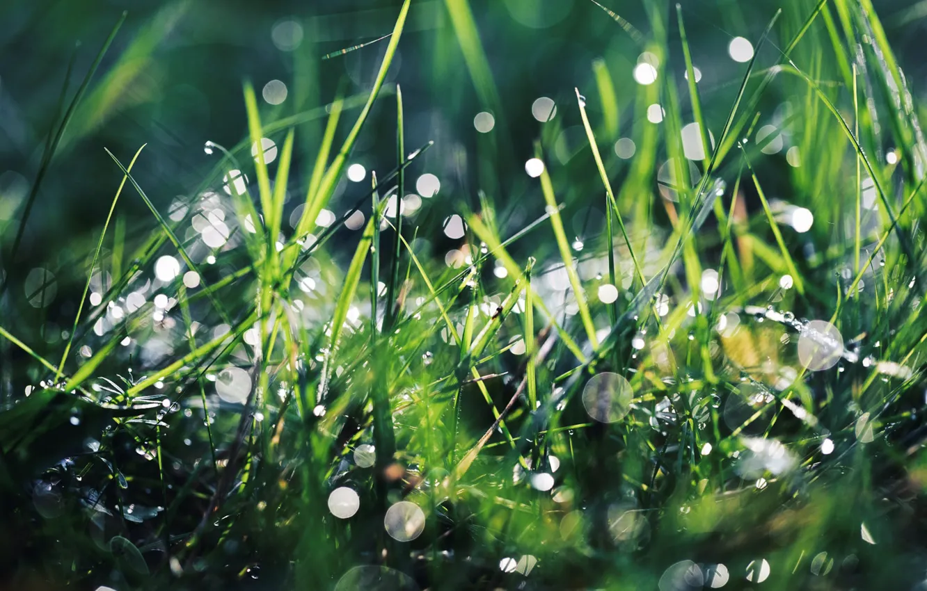 Wallpaper Greens Summer Grass Drops Macro Light Rosa Glare For