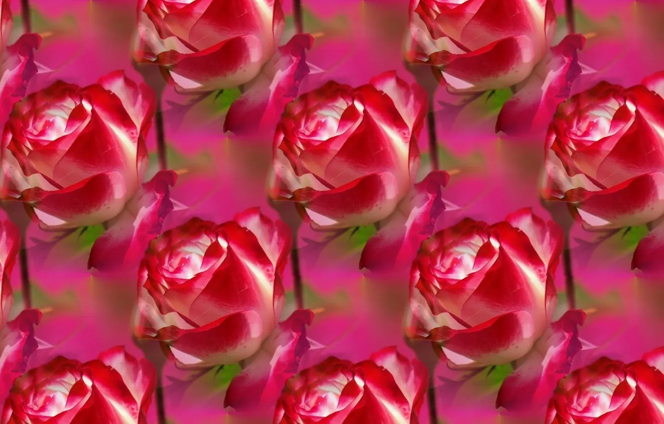 Wallpaper flower, background, rose, texture images for desktop, section ...