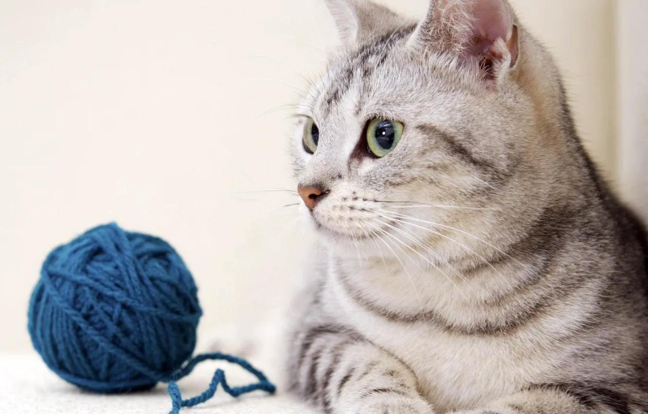 Wallpaper cat, cat, look, blue, tangle, the game for mobile and desktop ...