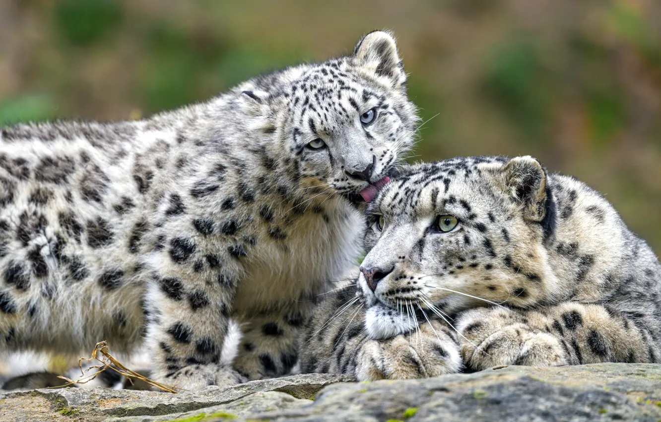 Wallpaper pair, IRBIS, snow leopard, cub, mom for mobile and desktop ...